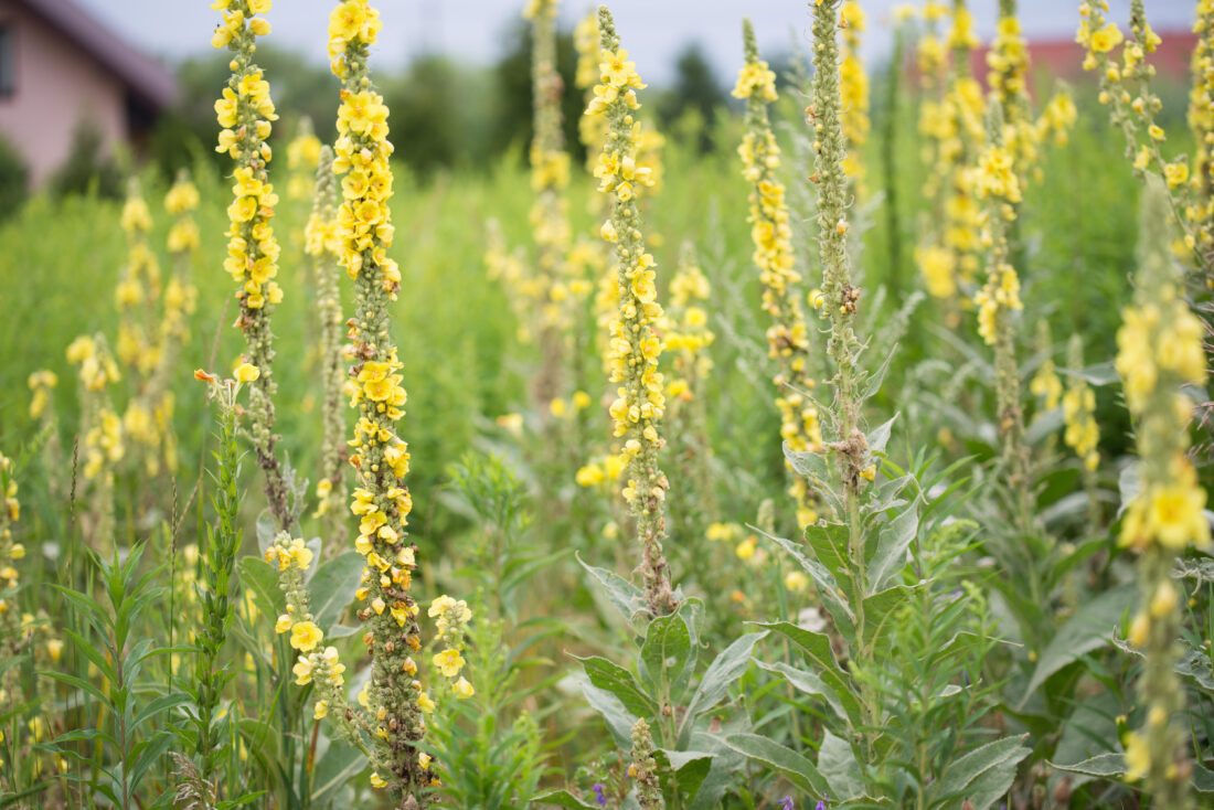 Herbal Oil Treatment Soothes Childhood Earache - Mother Earth Living
